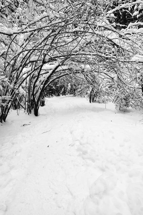 Snowy winter forest way stock image. Image of kranjska - 107610095