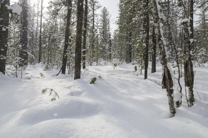 Snowy winter forest stock photo. Image of quiet, timber - 67728694