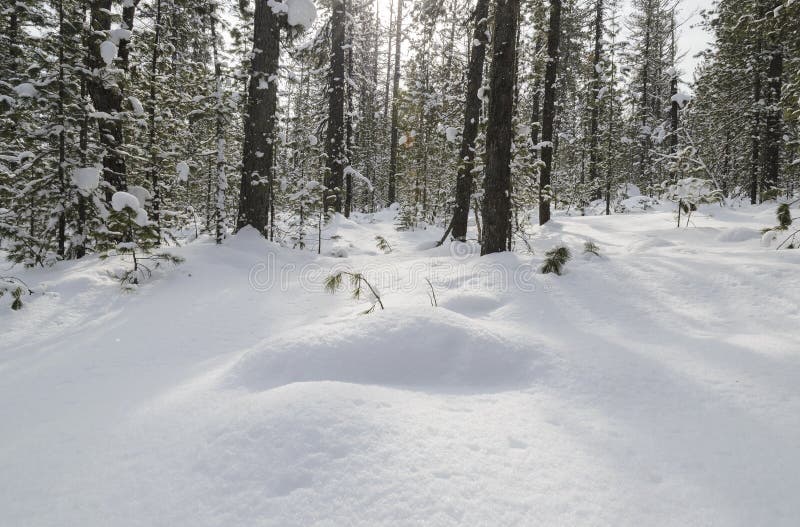 Fluffi Snow Stock Photos - Free & Royalty-Free Stock Photos from Dreamstime