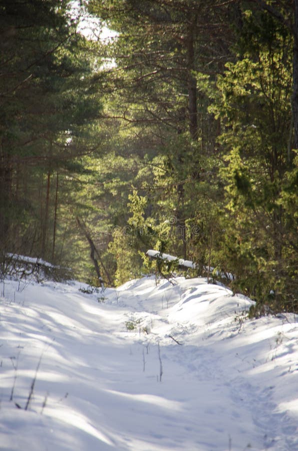 Snowy Winter Hiking Trail in the Woods Stock Photo - Image of woods ...