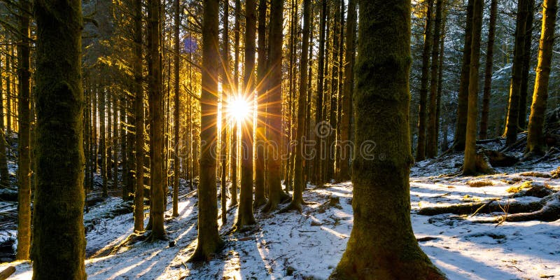 Snowy Winter Landscape in a Forest Stock Photo - Image of wood ...