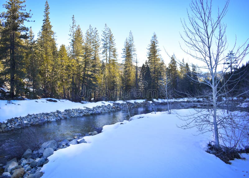 Snowy Winter Landscape by the River and Pine Trees Stock Image - Image ...