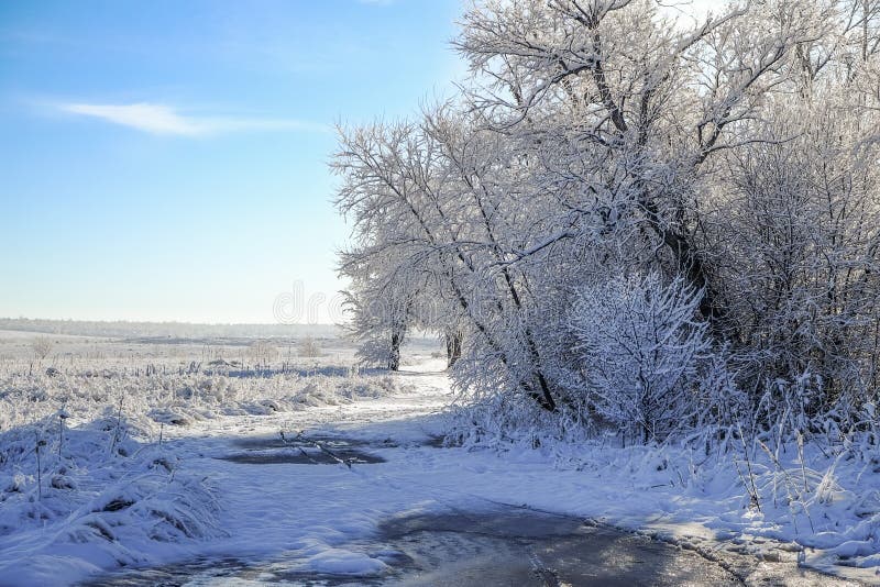 Snowy Winter Morning stock photo. Image of frost, forest - 38541800