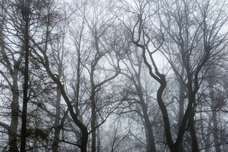 Snowy winter park in mist stock photo. Image of trunks - 88293096
