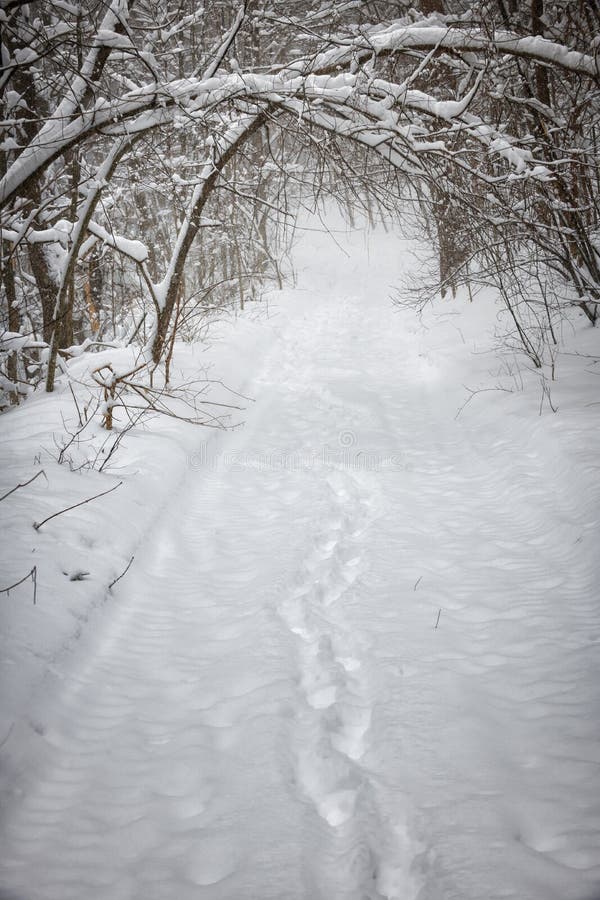 Snowy Winter Path in Forest Stock Image - Image of december, blizzard ...