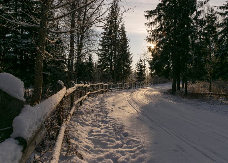 A Snowy Winter Road, Snowy Trees on the Side of the Road, Winter Day ...