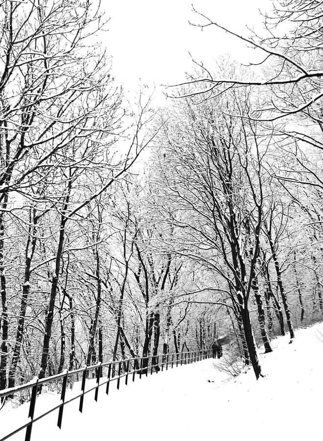 Snowy winter scene stock photo. Image of park, weather - 11440176