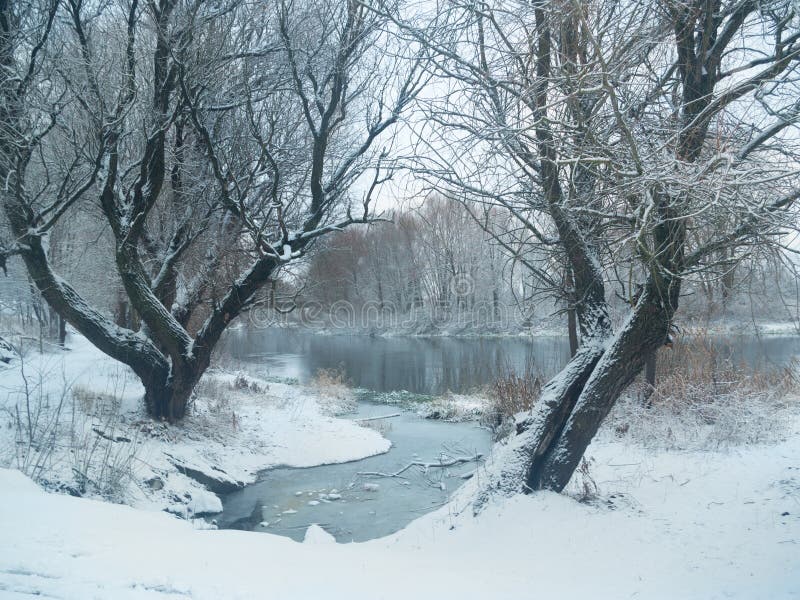 Snowy Winter Shore of the River Stock Photo - Image of river, tree ...