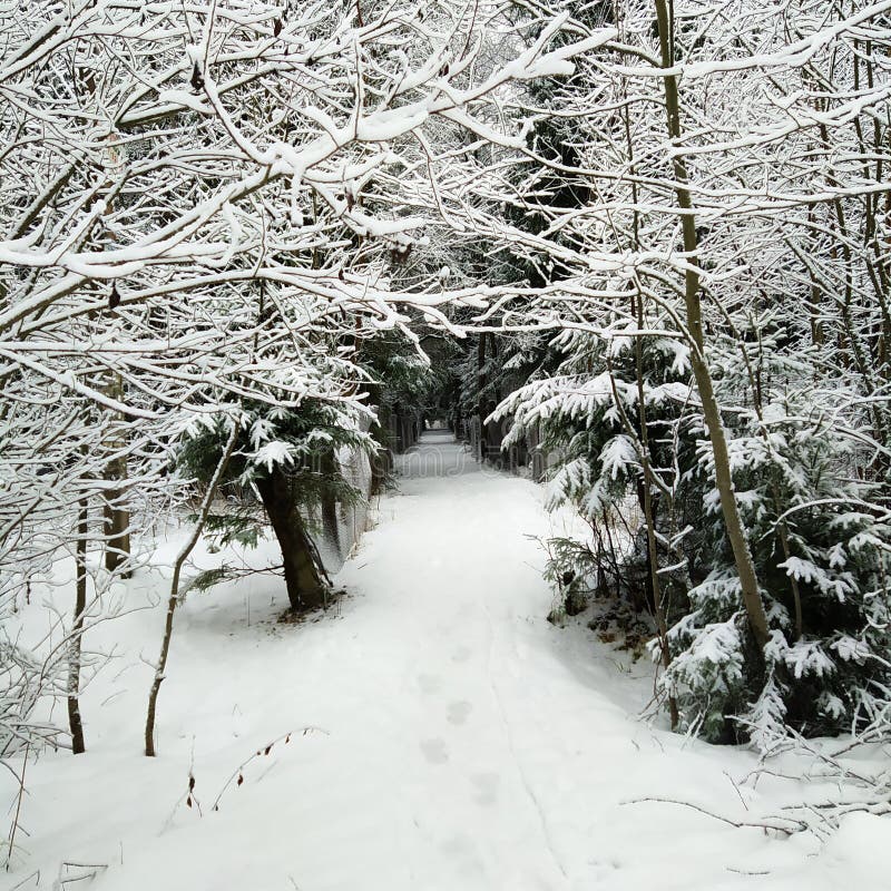 Snowy winter trail stock photo. Image of forest, snow - 237309554