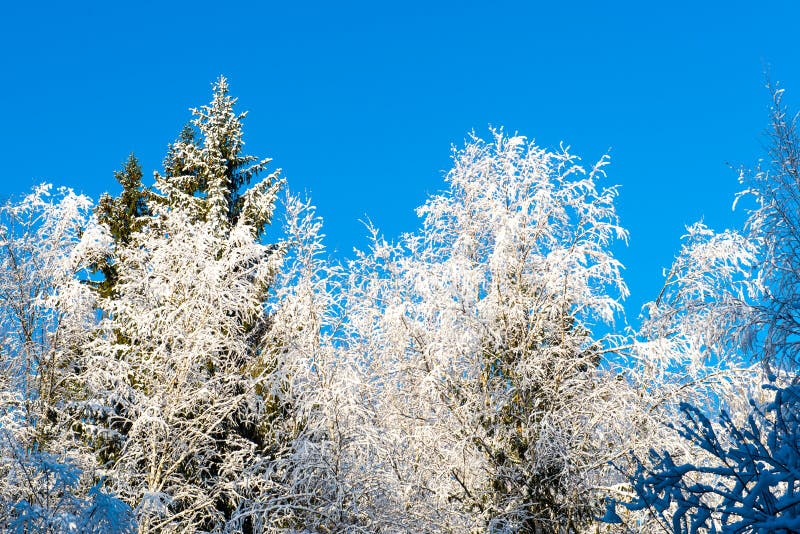 Snowy Winter Trees on Bright Blue Sky Stock Image - Image of nature ...