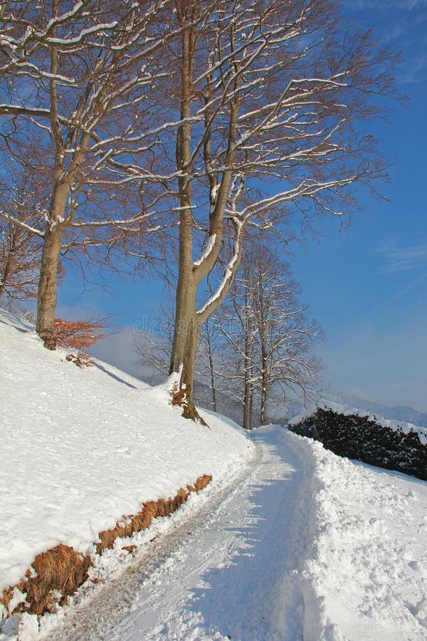 Snowy winter walking way stock image. Image of white - 52235949