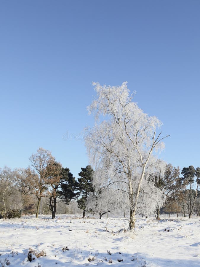 Snowy English Landscape stock photo. Image of surrey - 12448548