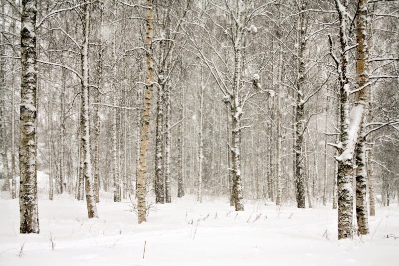 Snowy Woods stock photo. Image of festive, northern, haze - 3543108