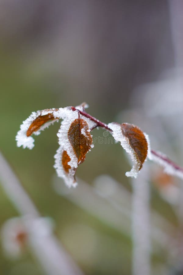Snowy withered leaves stock image. Image of snowy, like - 170394189