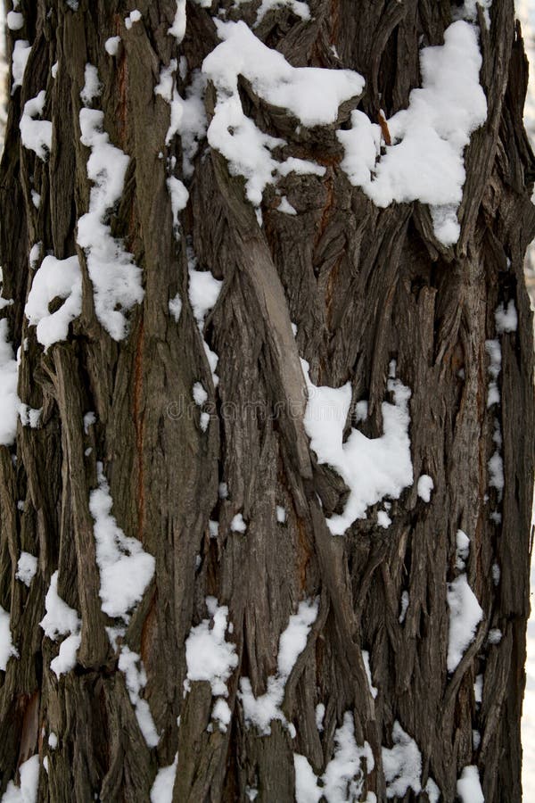 Snowy wood bark texture stock photo. Image of dark, abstract - 126002272
