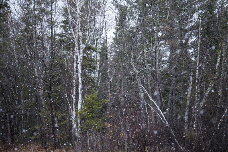 Snowy wood stock image. Image of woods, snowy, winter - 85797805
