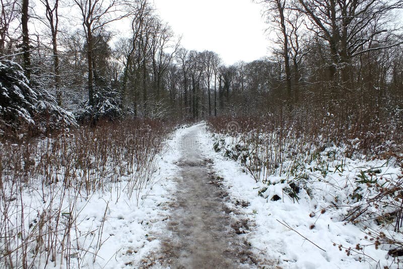 Snowy woodland stock photo. Image of trail, footpath - 94536442