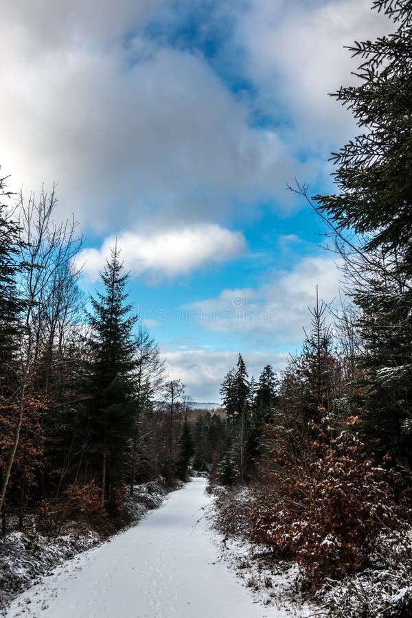 Snowy Woodland Path in the Middle of the Winter Forest Stock Photo ...