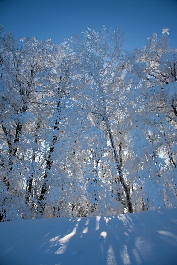 Snowy woods stock image. Image of cold, frozen, landscape - 12494493