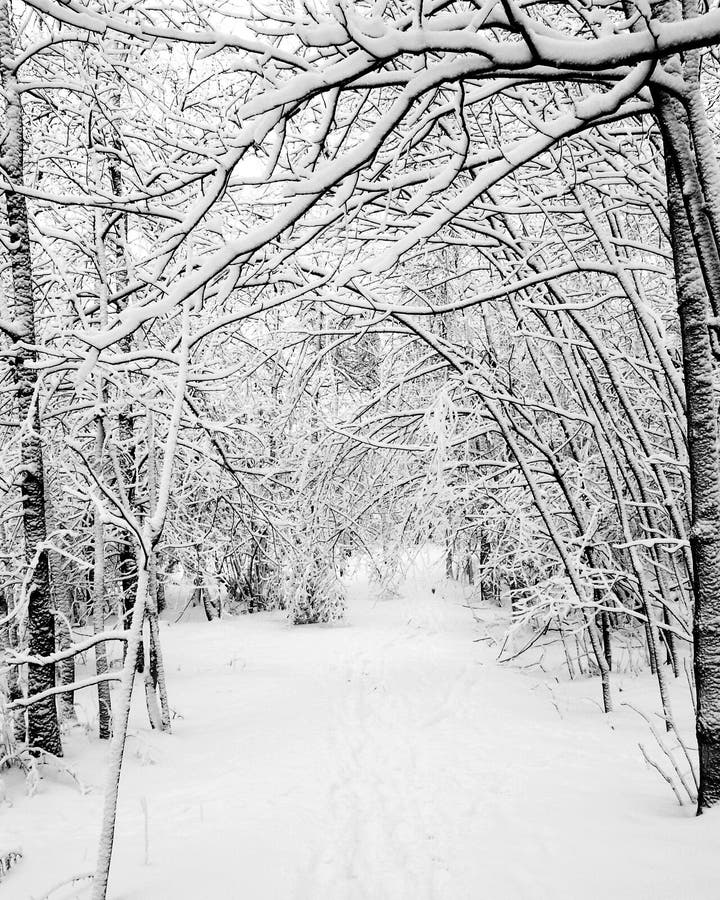 Snowy Woods stock image. Image of snowy, frost, forest - 176915