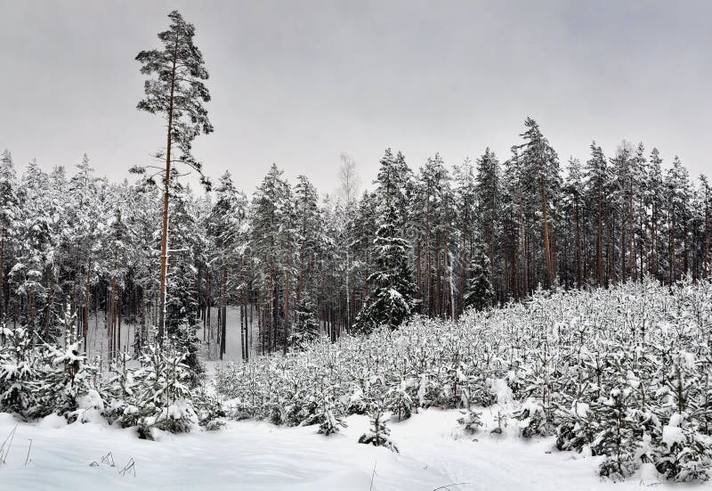 Snowy woods stock photo. Image of season, green, gray - 28796862