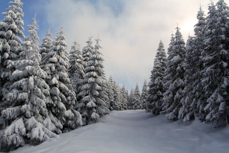 Snowy Woods stock photo. Image of dark, cloudy, festive - 3543108