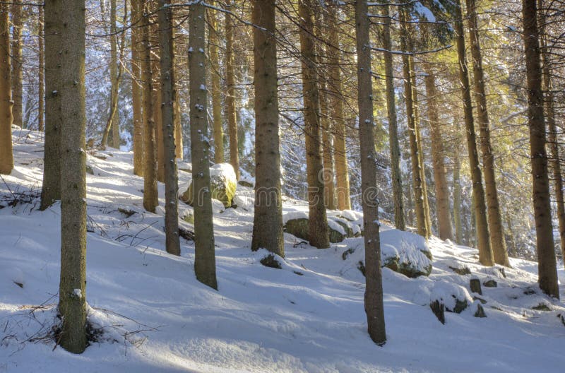 Snowy woods stock image. Image of woods, winter, plant - 3975277