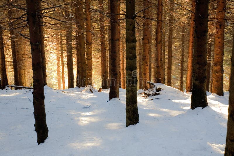 Snowy Woods stock photo. Image of festive, northern, haze - 3543108