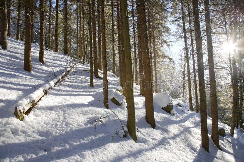 Snowy woods stock image. Image of wilderness, snow, woods - 4117259