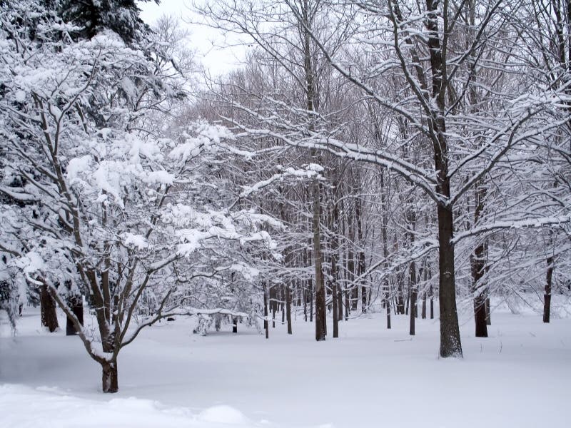 Snowy Woods stock image. Image of christmas, composition - 581351