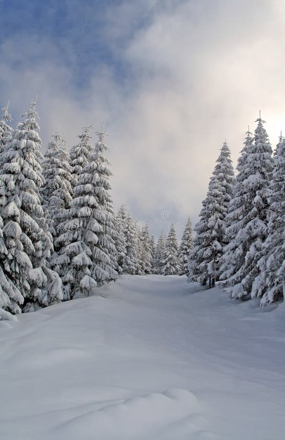 Snowy Woods stock photo. Image of slope, tree, nature, sport - 648734