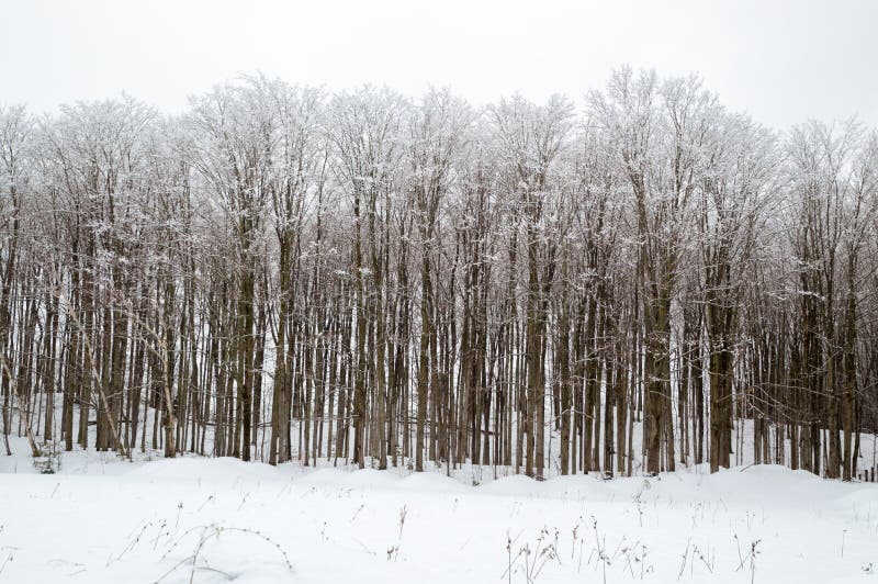 Snowy Woods with Maple Trees in a Field Landscape Stock Image - Image ...