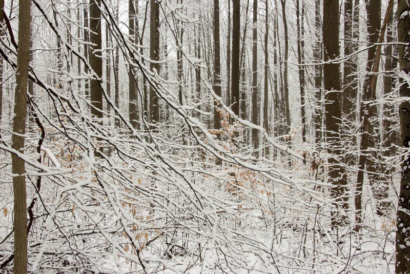 Snowy Woods stock photo. Image of woods, beauty, trees - 79626024