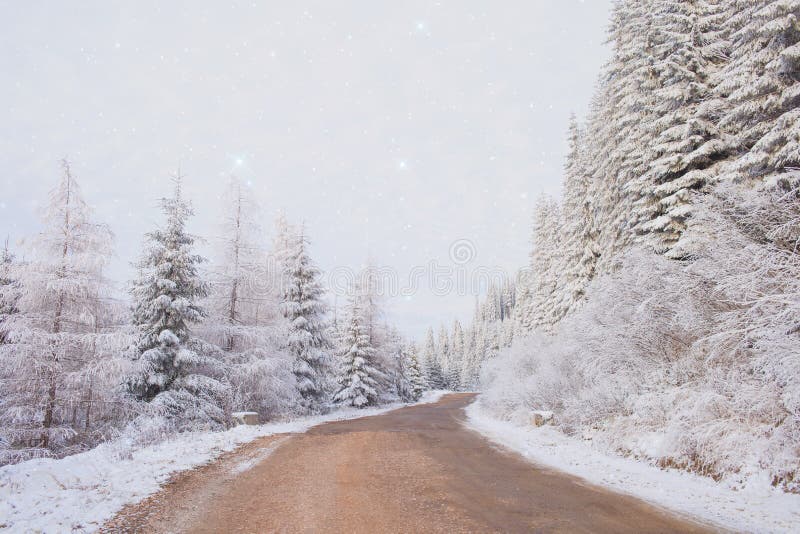 Snowy woods stock photo. Image of green, scene, branch - 47422942