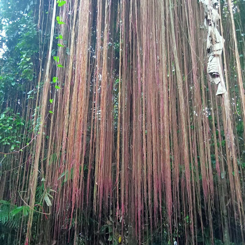 Hanging roots of tree stock image. Image of nthis, beautiful - 147567615