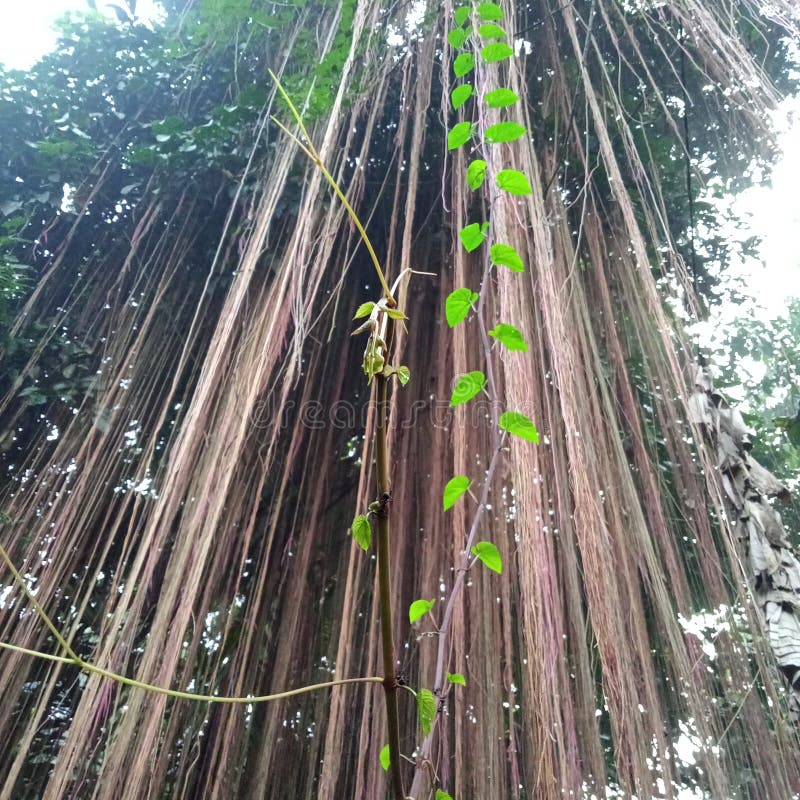 Hanging roots of tree stock image. Image of nthis, beautiful - 147567615