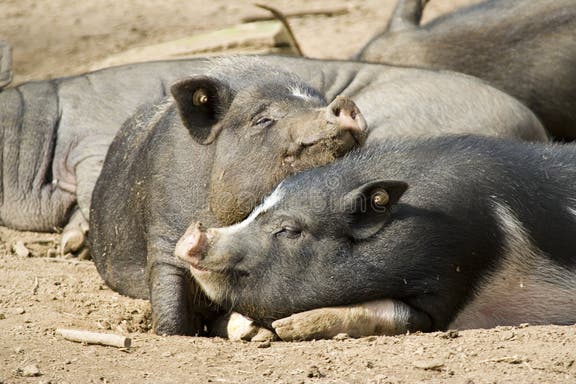 Snuggle stock image. Image of swine, snuggle, sleep, animal - 1357829