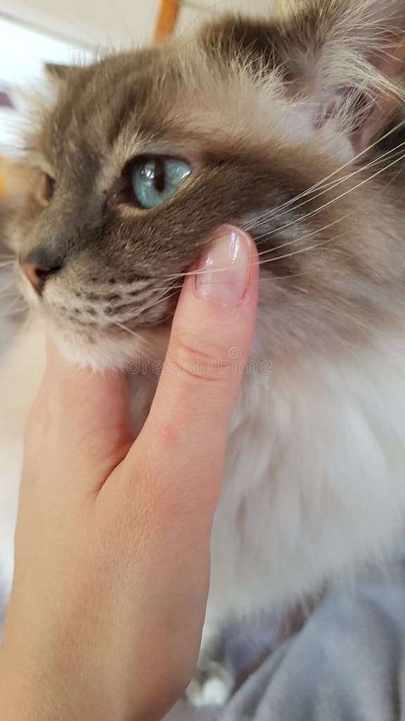 Snuggle the cat stock image. Image of snuggle, hand - 176376861