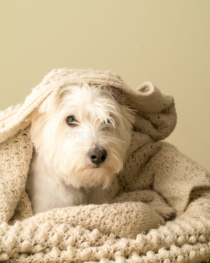 Snuggling Dog stock image. Image of mutt, white, laundry - 27768927