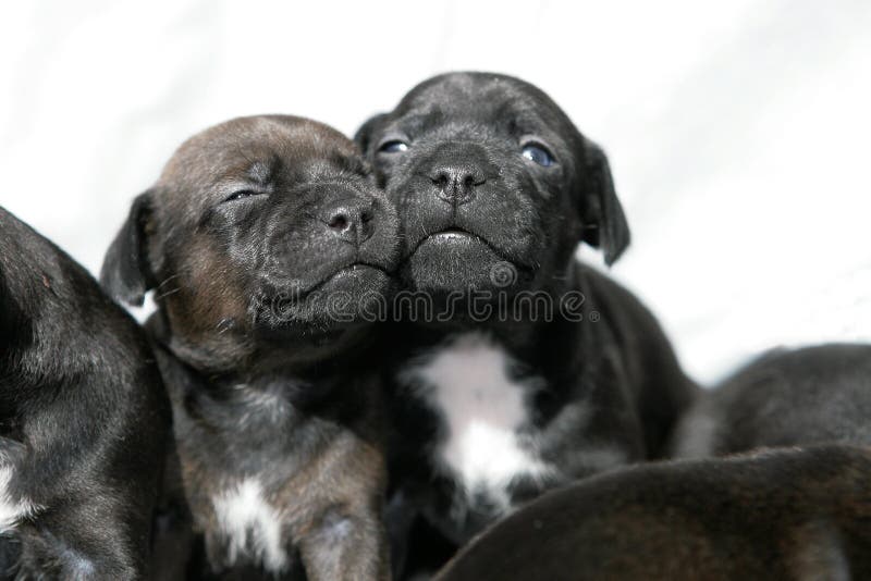 Snuggling puppies stock image. Image of detail, cute - 16566209