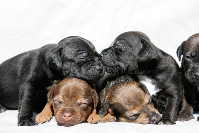 Snuggling puppies stock image. Image of funny, haired - 16566251