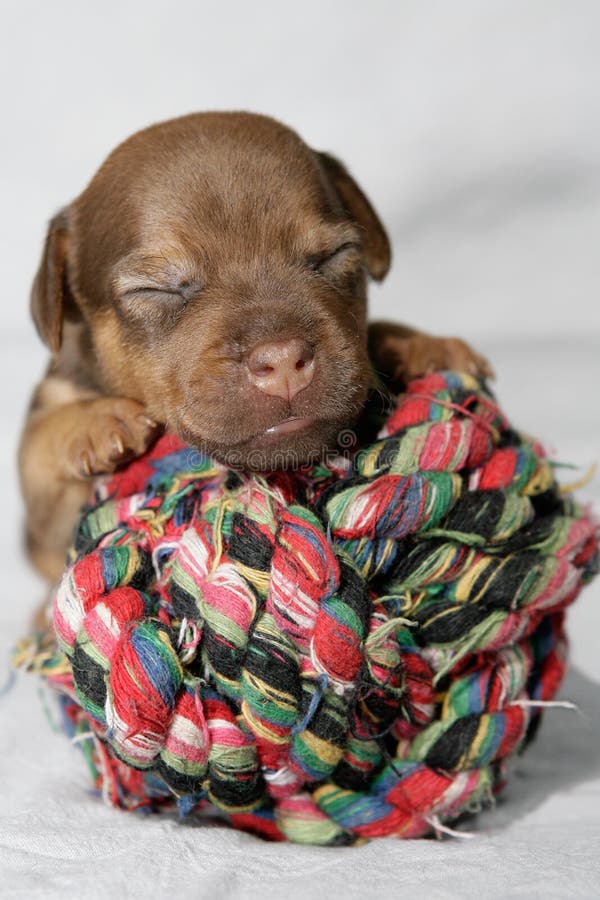 Snuggling puppies stock image. Image of funny, haired - 16566251