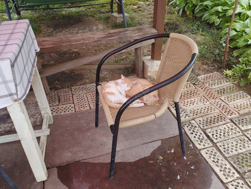 Snuggly kittens on chair. stock image. Image of kitten - 329122139