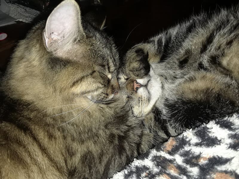 Snuggly Sisters Sleeping stock image. Image of snuggly - 259992177