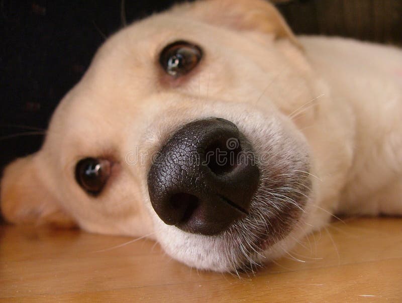 Snuit stock afbeelding. Image of dier, portret, hond, labrador - 1016501