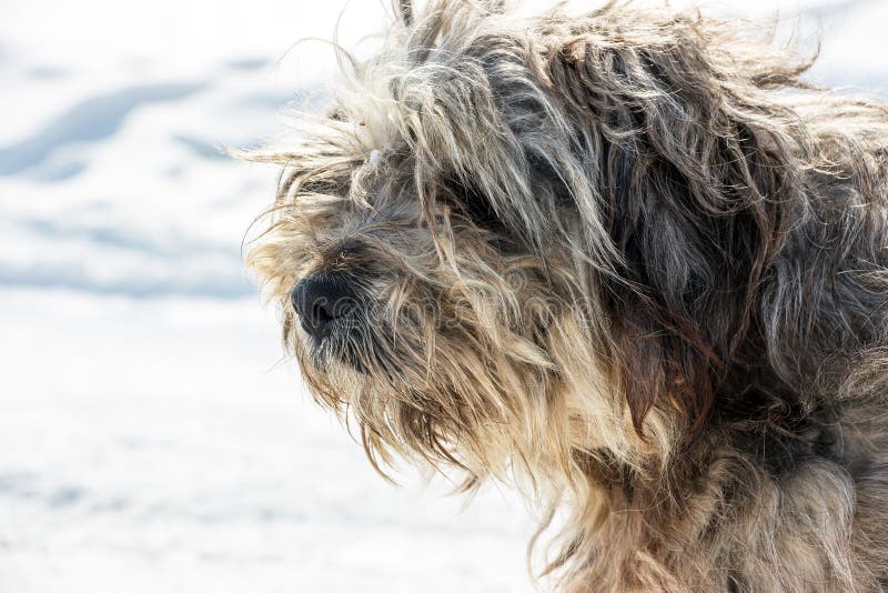 Snuit Van Dakloze Ruwharige Hond Stock Foto - Image of brutaal ...