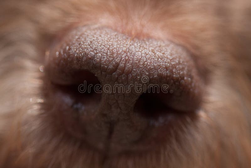 Snuit van een hond stock foto. Image of schot, snuit - 106987472