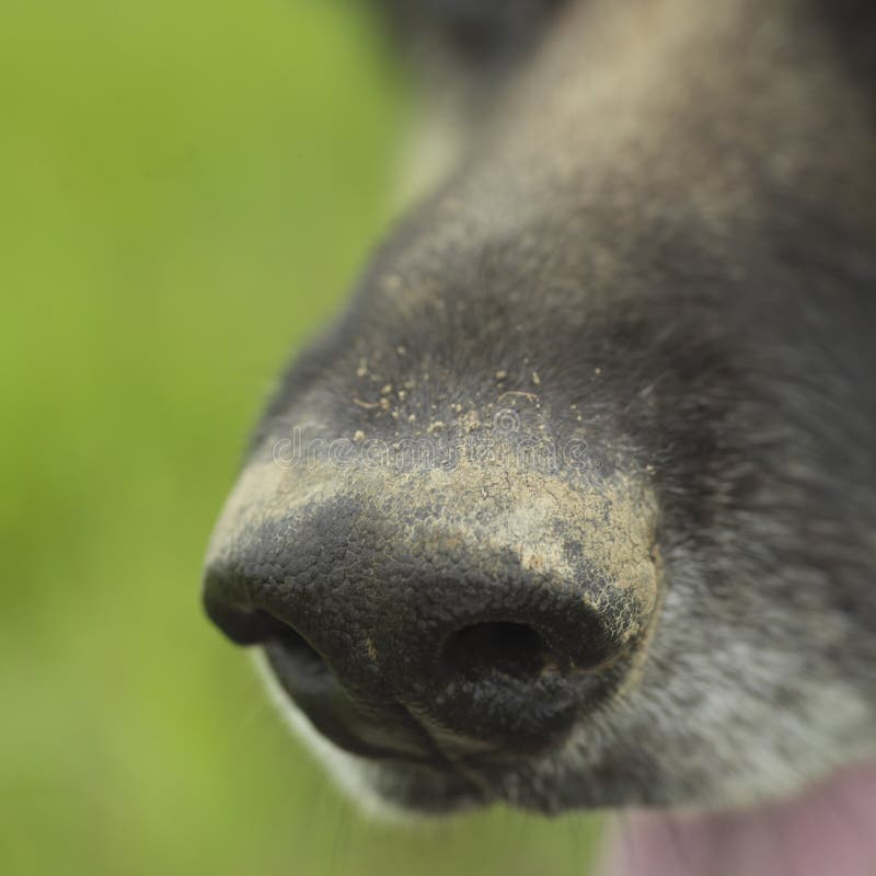 Natte Neus van Hond stock afbeelding. Image of achtergrond - 99951731