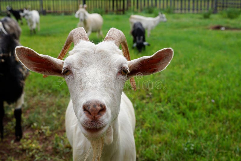 Snuit Van Een Witte Geit Op Een Groene Achtergrond Stock Foto - Image ...