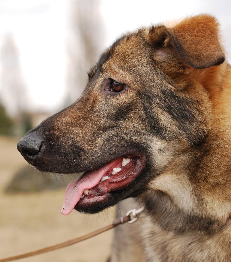 Snuit Van Hond Dichte Omhooggaand Stock Afbeelding - Image of zoogdier ...